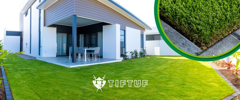 The Essential Guide to TifTuf Hybrid Bermuda: For a Green, Durable Lawn ...