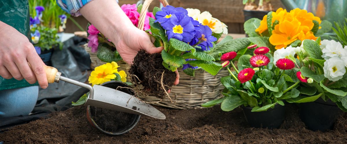 Choosing the Right Type of Soil for Plants | Daisy's Garden Supplies