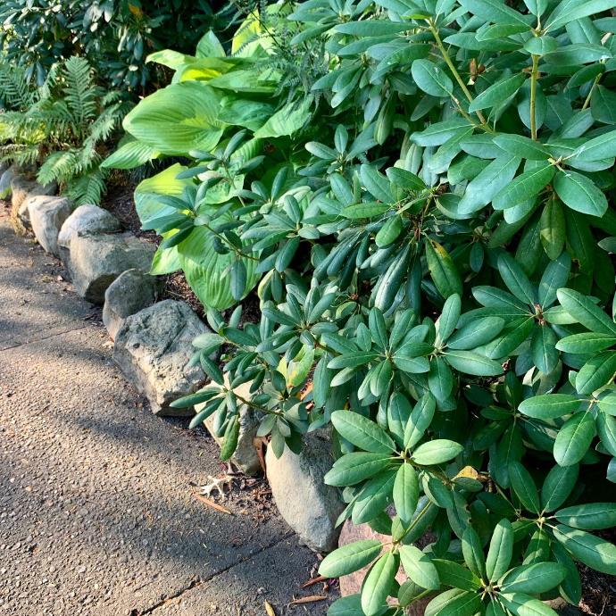 Gardening Edging Ideas 101: The Ultimate Materials Guide