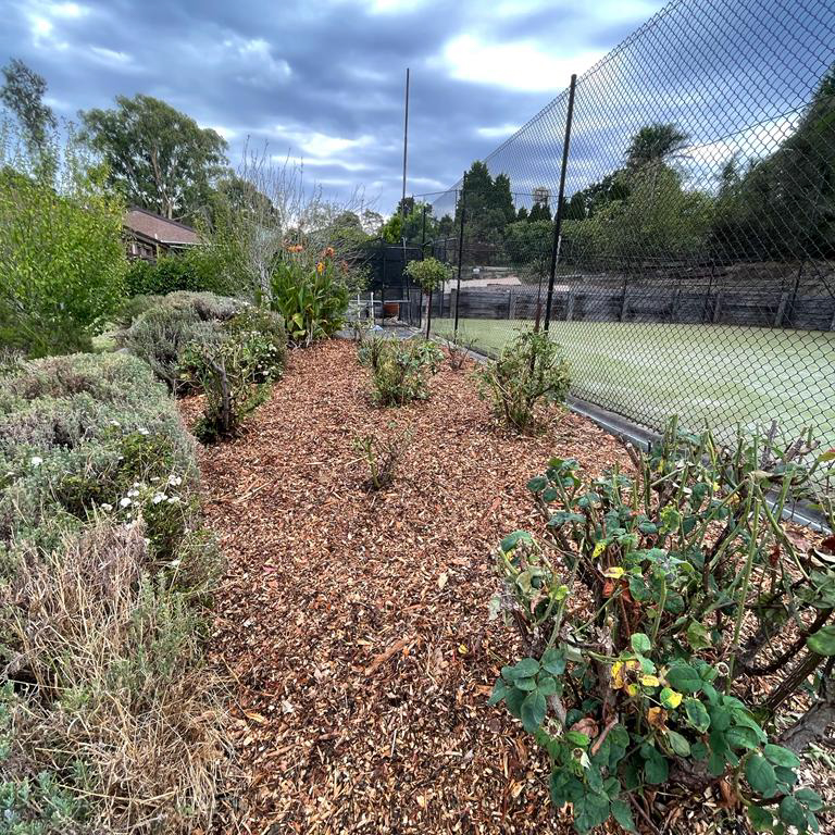 Tree Mulch at Daisy's